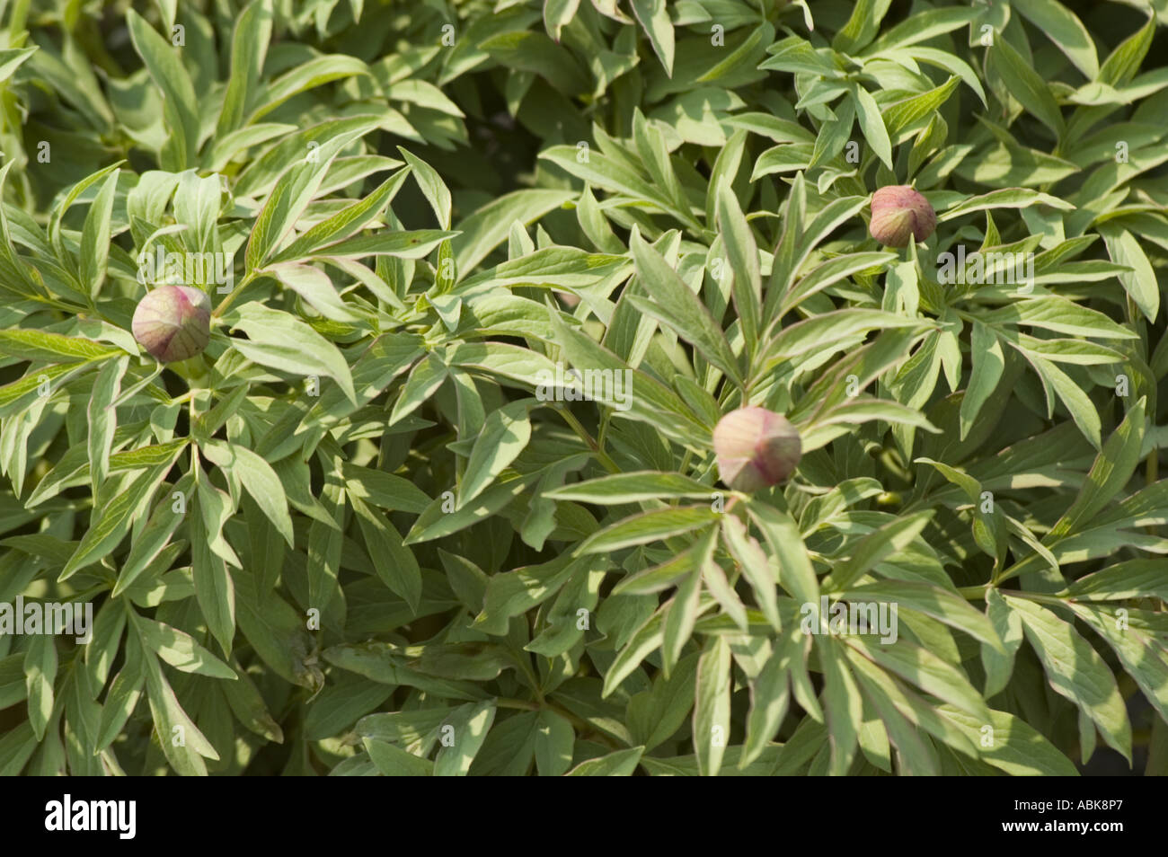 Common Peony Paeoniaceae Paeonia officinalis Stock Photo - Alamy