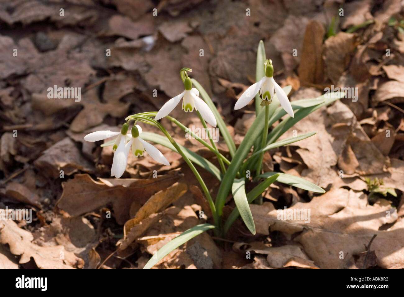 White flowers of early spring Common Snowdrop Milk Flower Latin name ...
