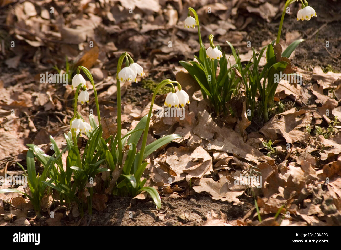 White early spring flowers of Spring snowflake Leucojum vernum Stock ...