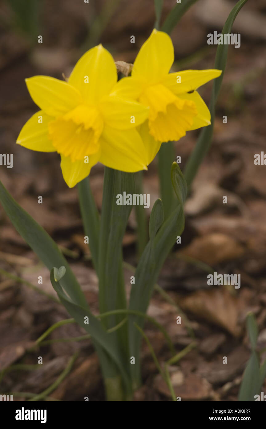Daffodil Fortune High Resolution Stock Photography and Images - Alamy