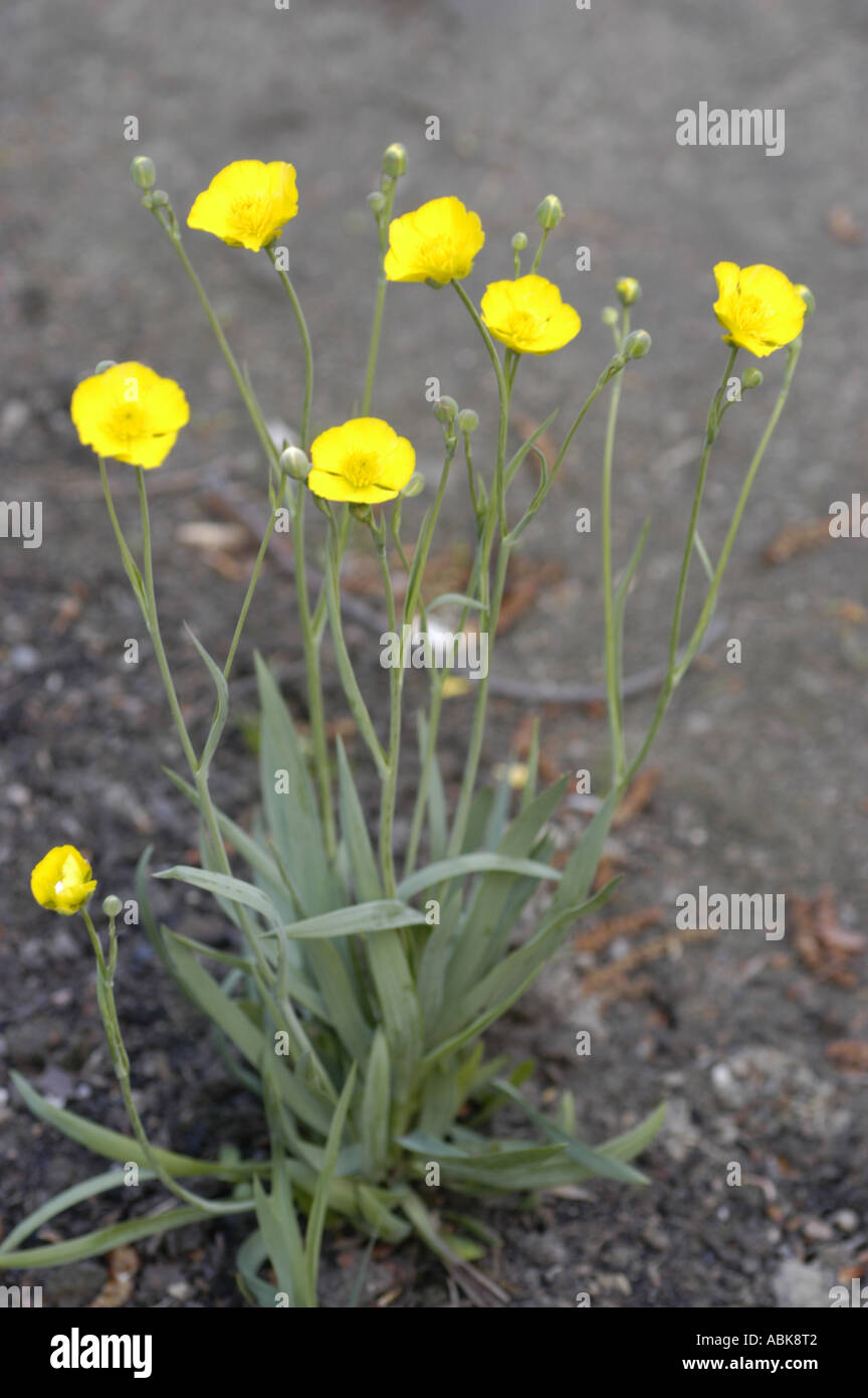 Ranunculus gramineus hi-res stock photography and images - Alamy