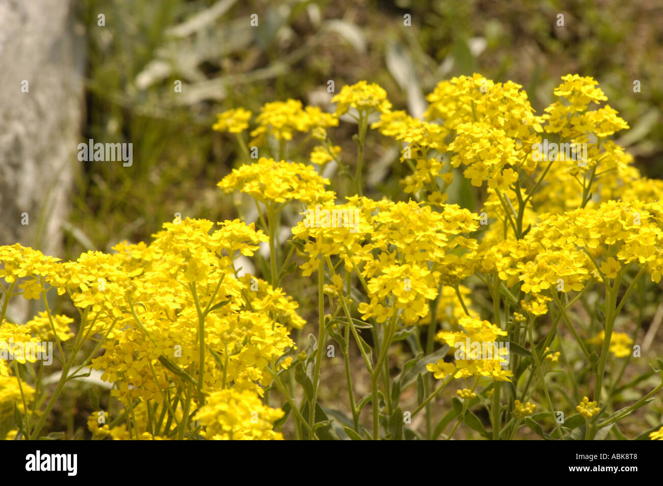 Carpet of yellow gold flowers of alpine flowers Basket of Gold ...