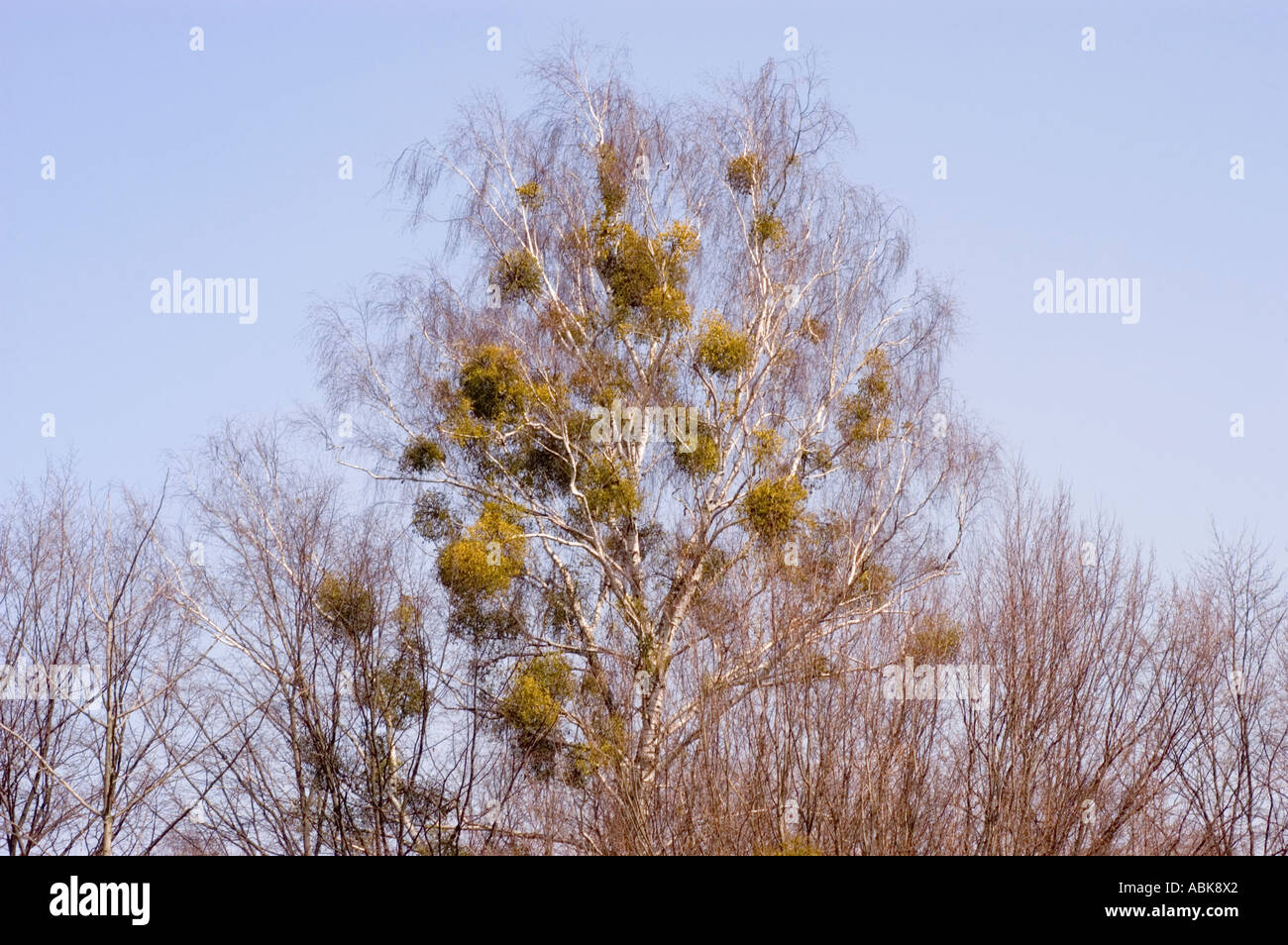 Medicinal plant European mistletoe Viscum album growing on the tree in ...