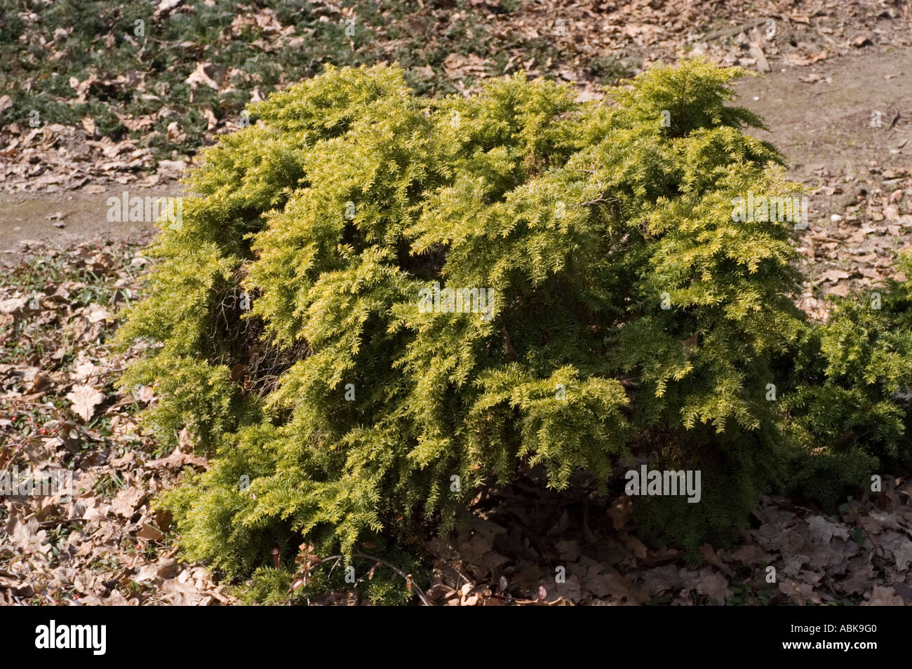 Eastern hemlock or Canada hemlock or hemlock spruce Pinaceae Tsuga ...