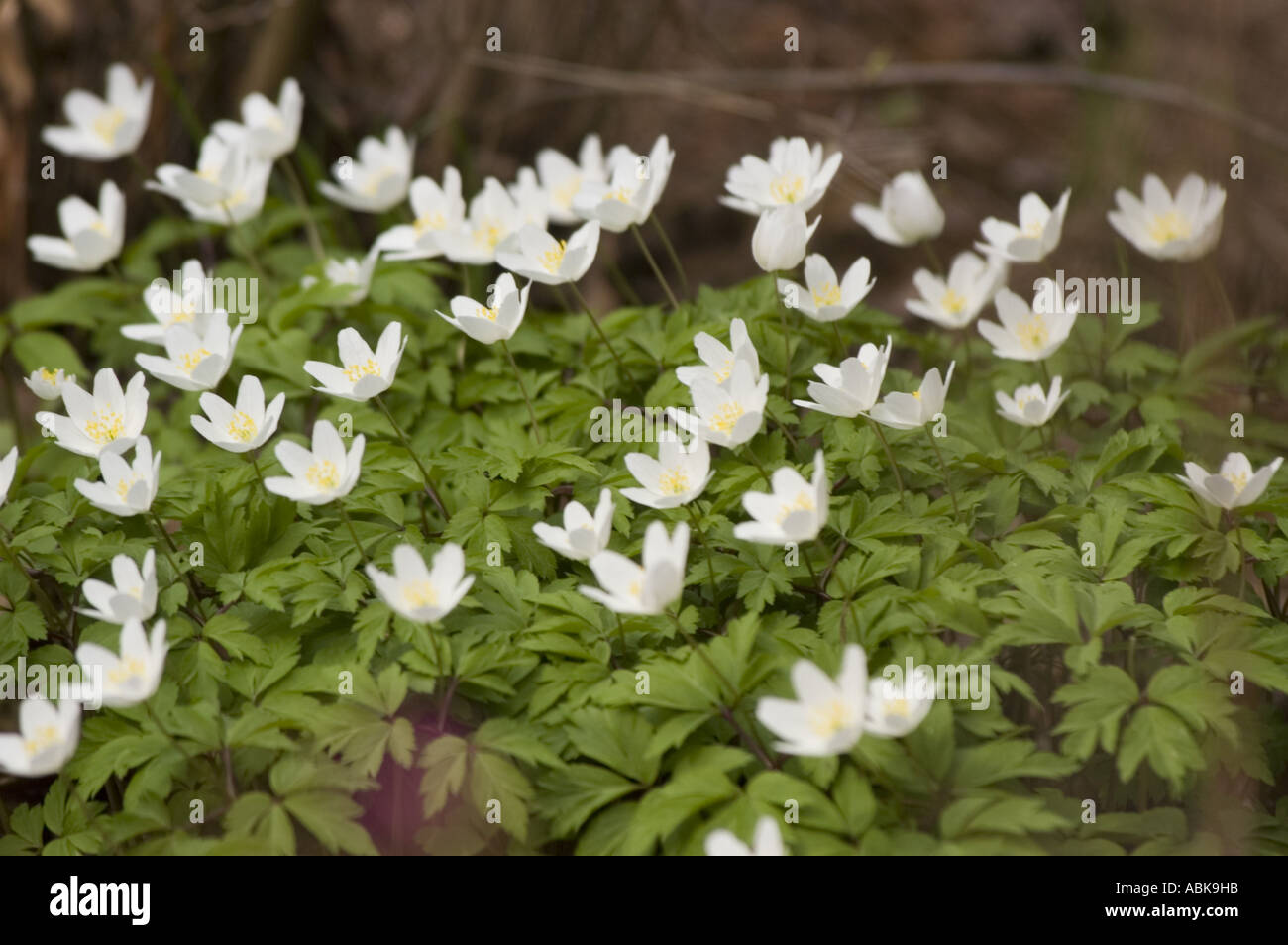 Early spring white flowers of Anemones Grecian windflower Ranunculaceae ...