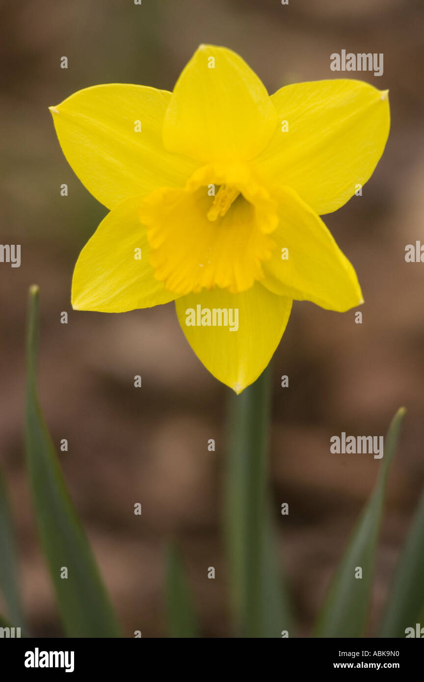 Fortune daffodil hi-res stock photography and images - Alamy