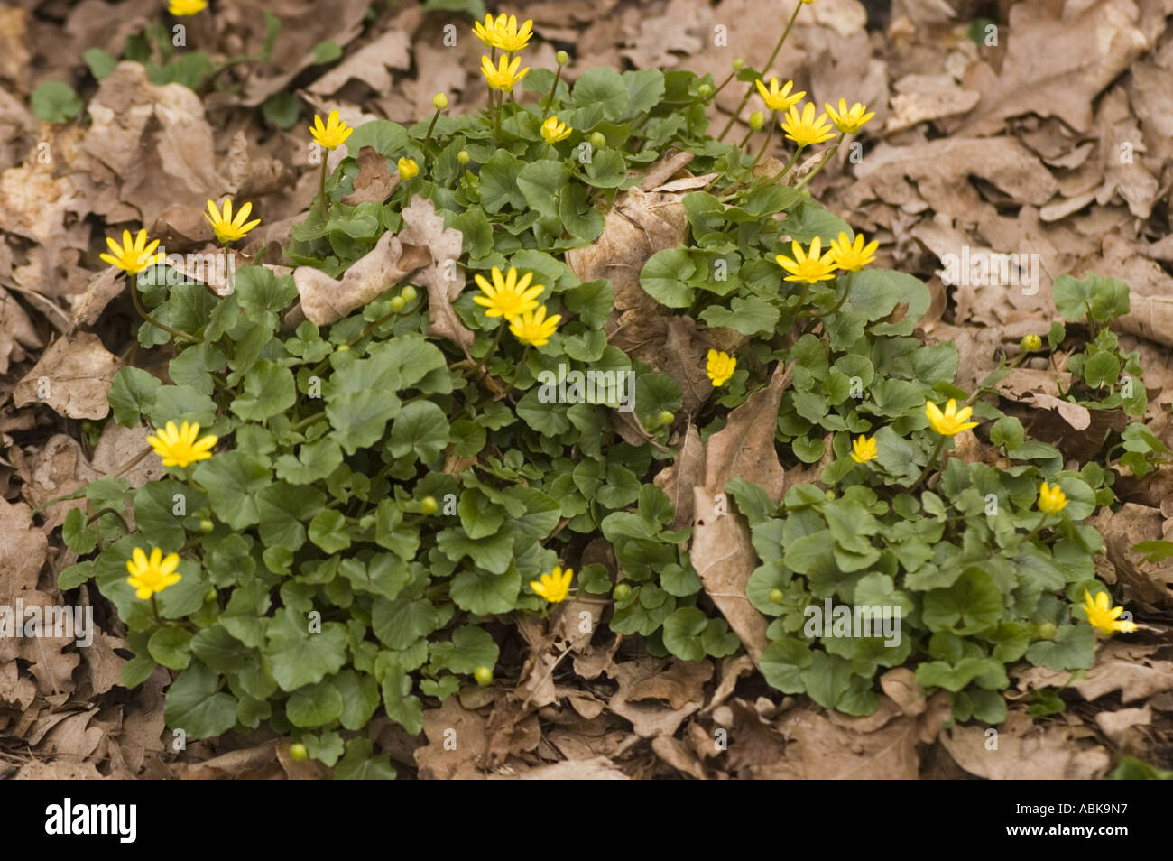 Yellow flower of anemone Anemone ranunculoides Stock Photo - Alamy