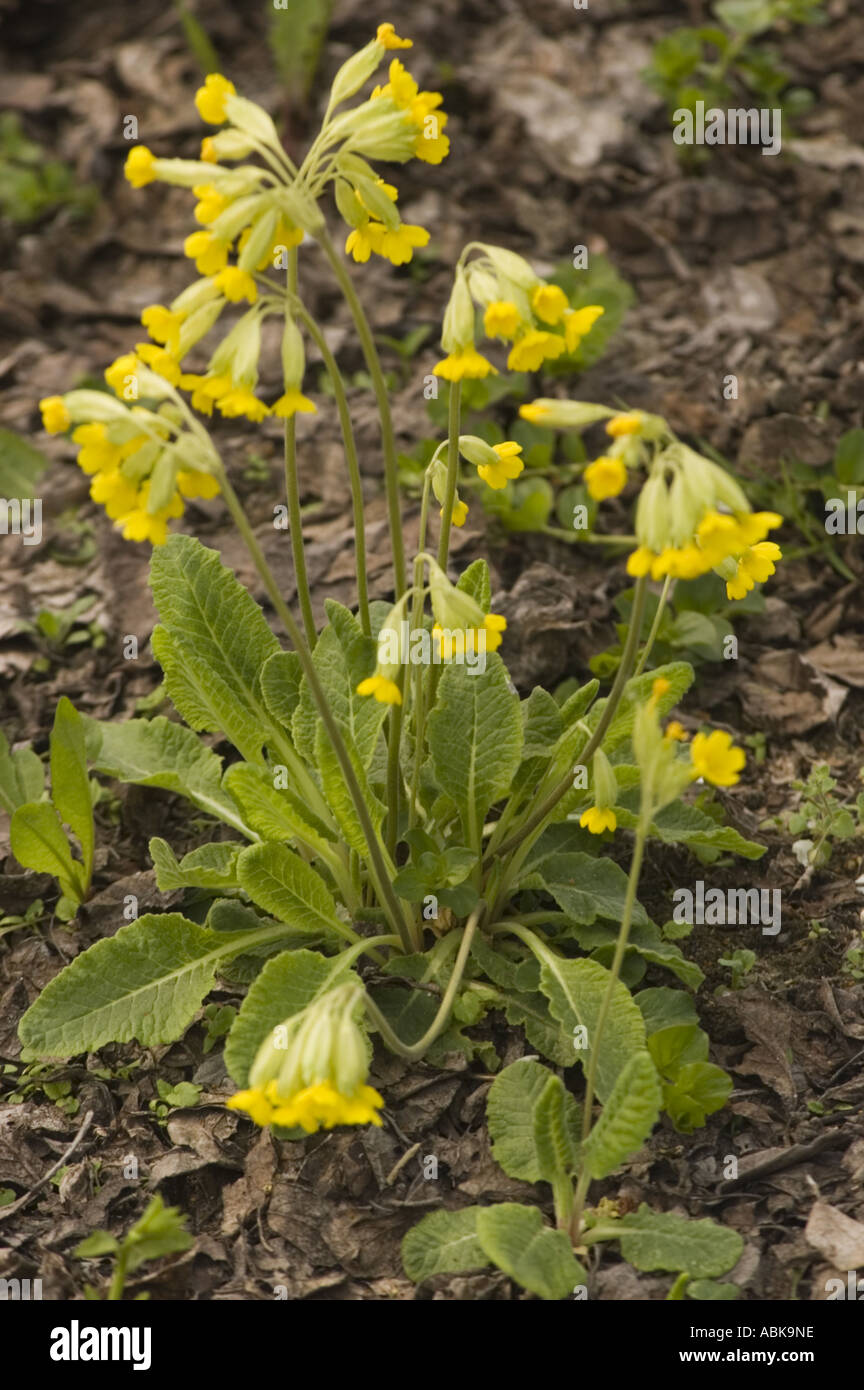 Spring yellow flowers of Oxlip and False Oxlip Primulaceae Primula ...