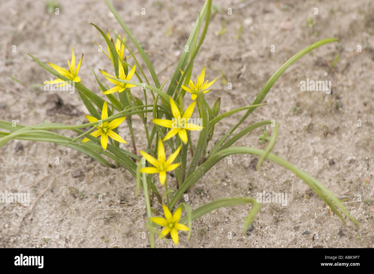 Yellow flower of star of Bethlehem Gagea lutea Stock Photo - Alamy