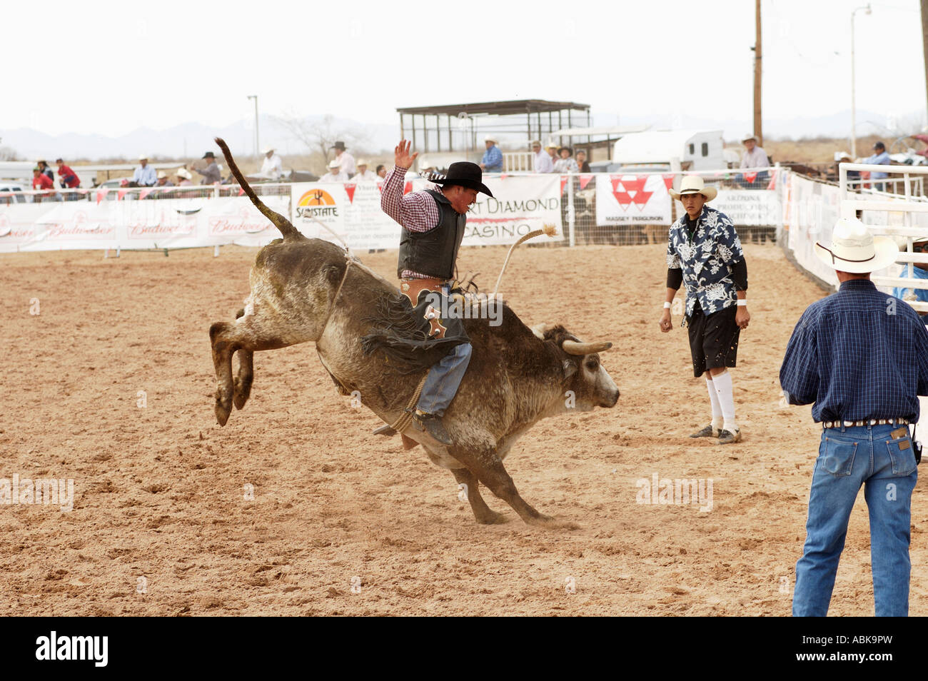 bull riding event at an all-indian rodeo in Arizona Stock Photo - Alamy