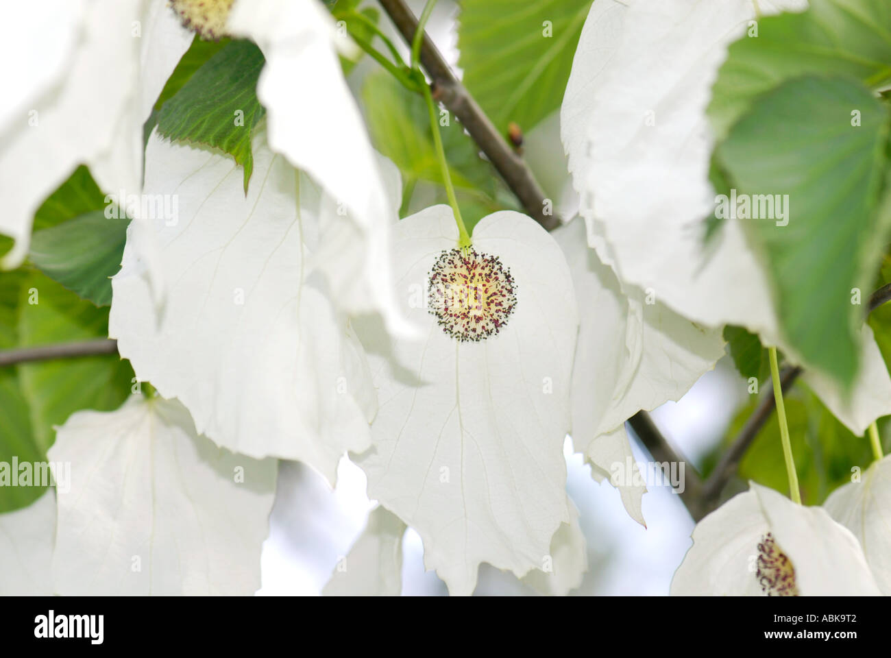 Dove Tree bush blossom NYSSACEAE Davidia Involucrata baill ASIA ...