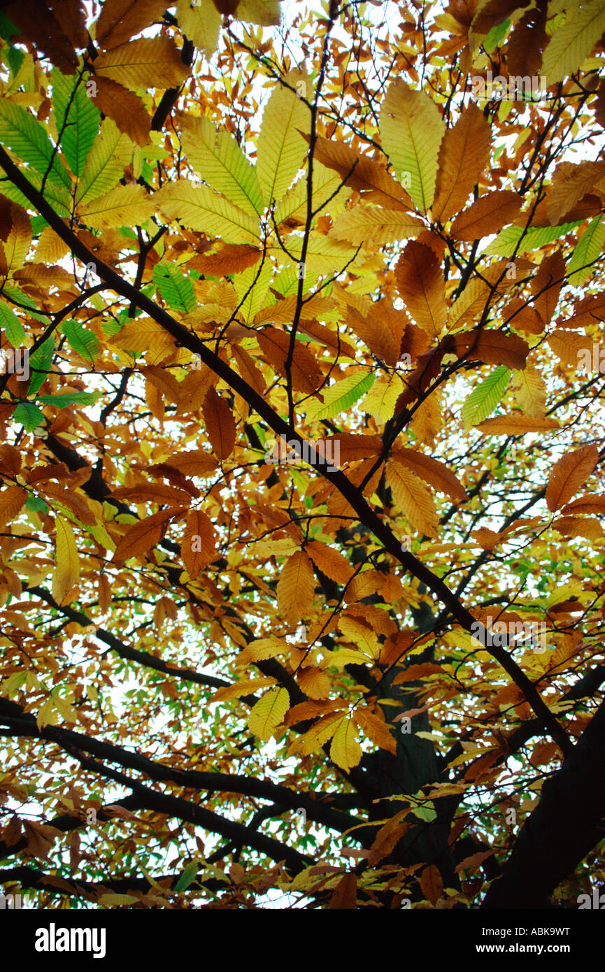 Autumn leaves bring colour in the Fall season in England Stock Photo ...
