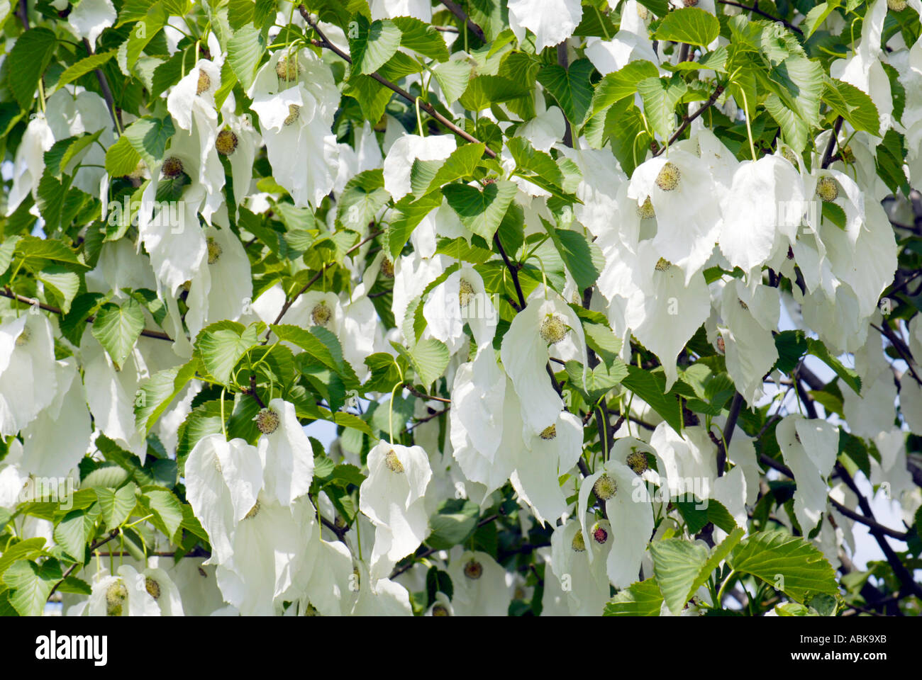 Dove Tree bush blossom NYSSACEAE Davidia Involucrata baill ASIA ...