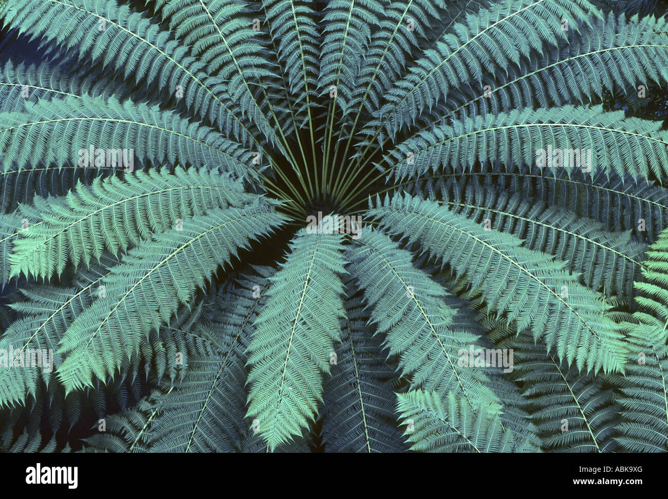 Tree fern fronds in Kew Gardens Stock Photo - Alamy