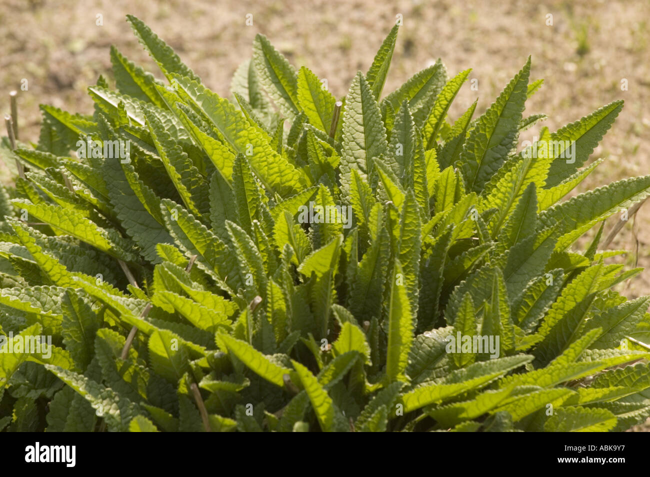 Lousewort purple betony wood betony betony Labiatae Stachys Officinalis ...