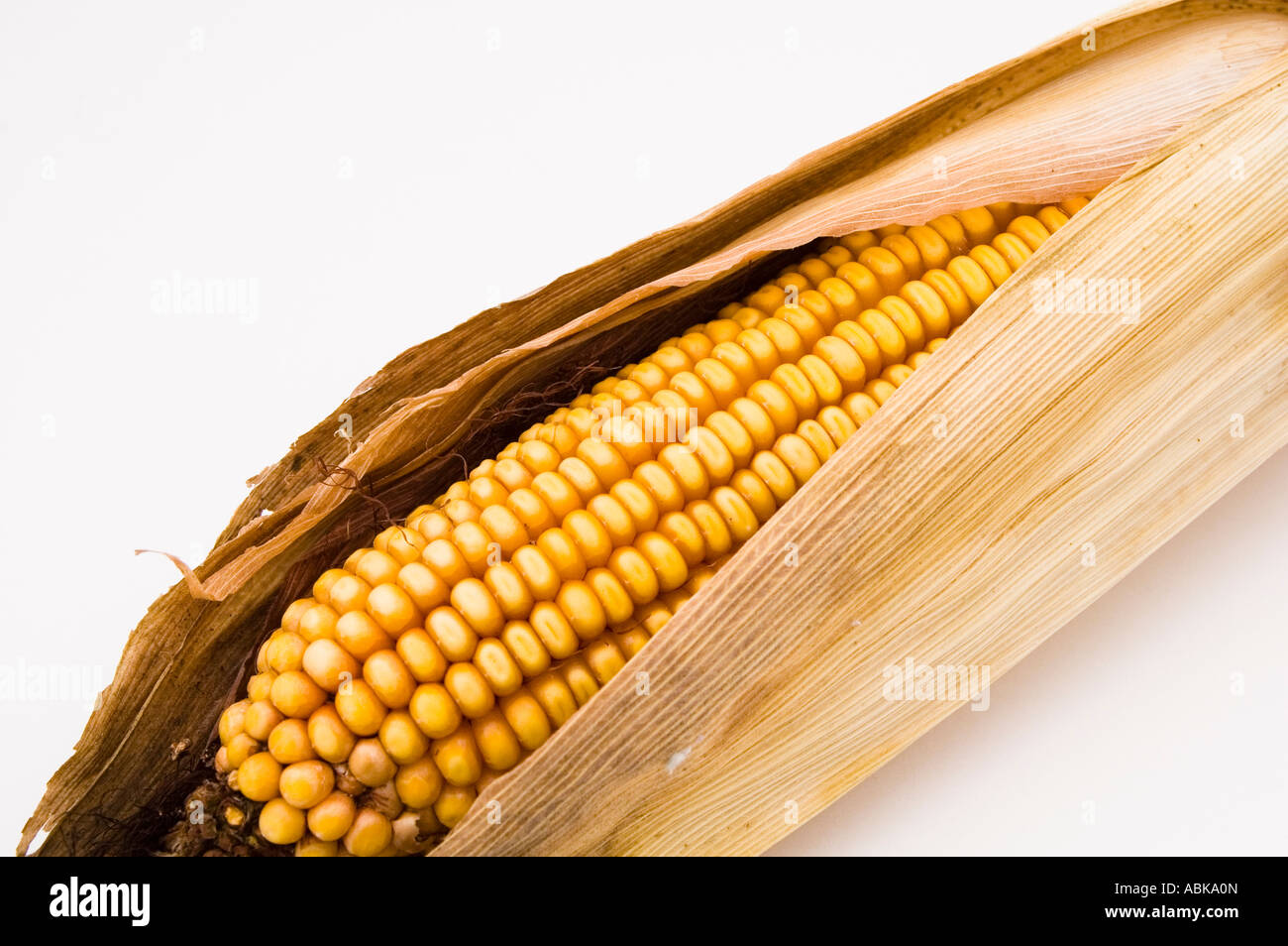 an ear of ripe corn that was harvested in the fall Stock Photo - Alamy