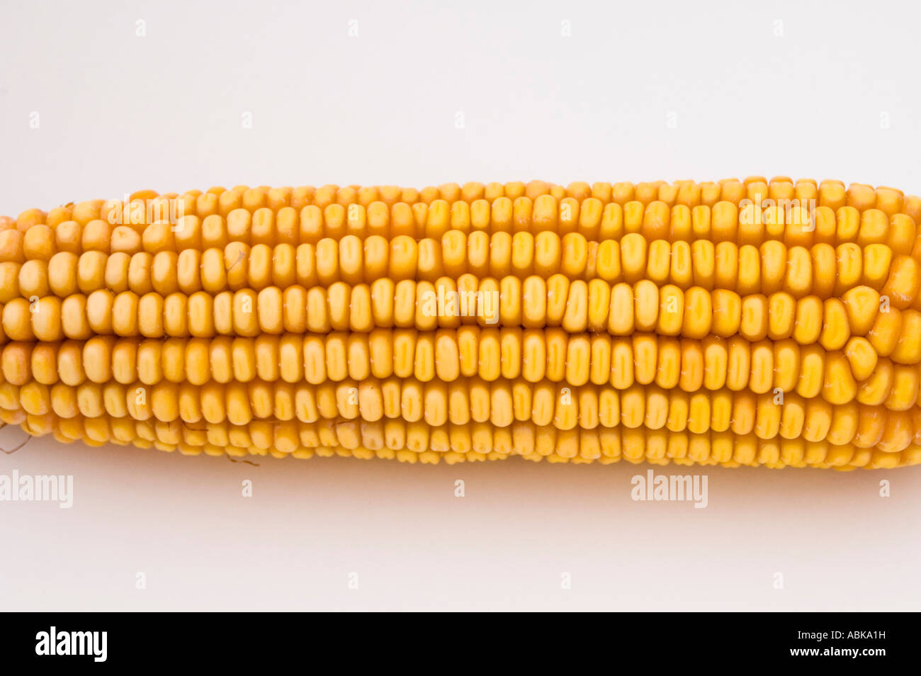 an ear of ripe corn that was harvested in the fall Stock Photo - Alamy