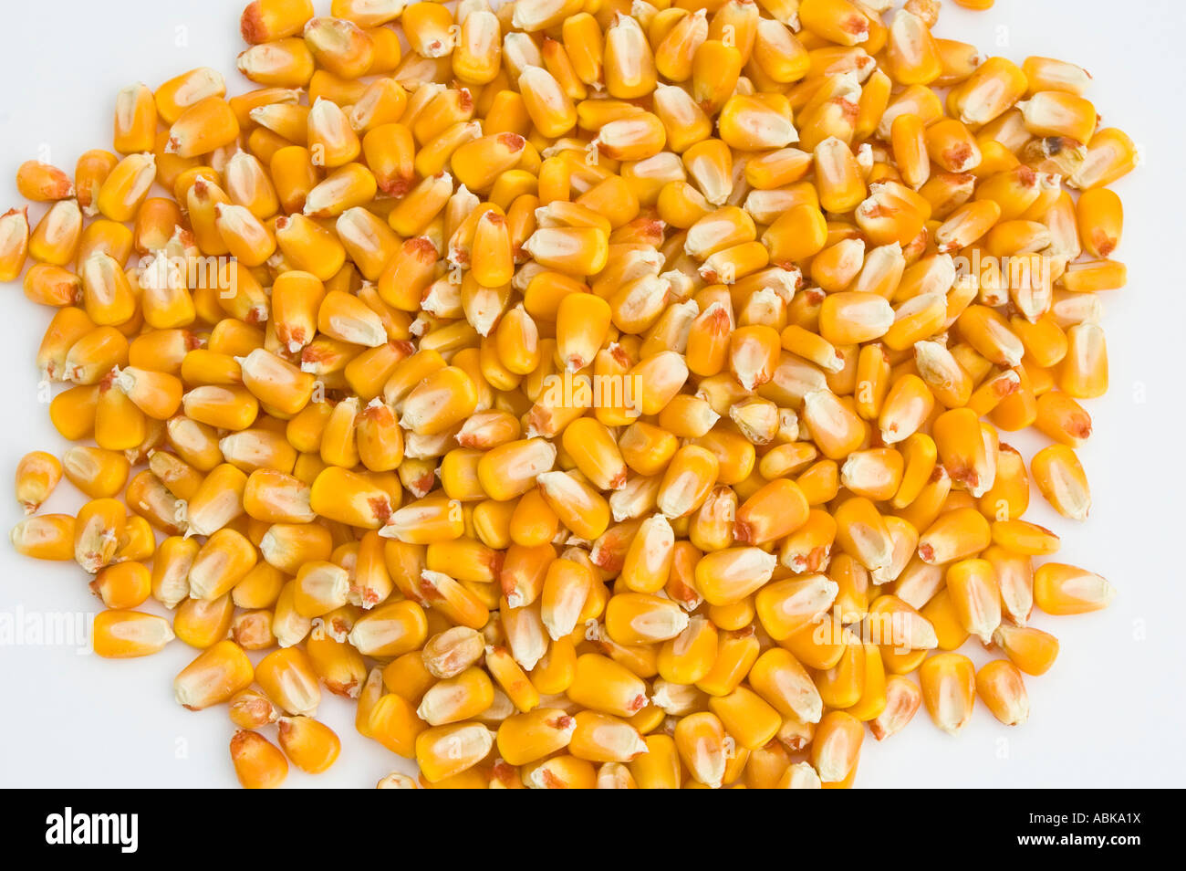 kernels of shelled corn on a white background Stock Photo - Alamy