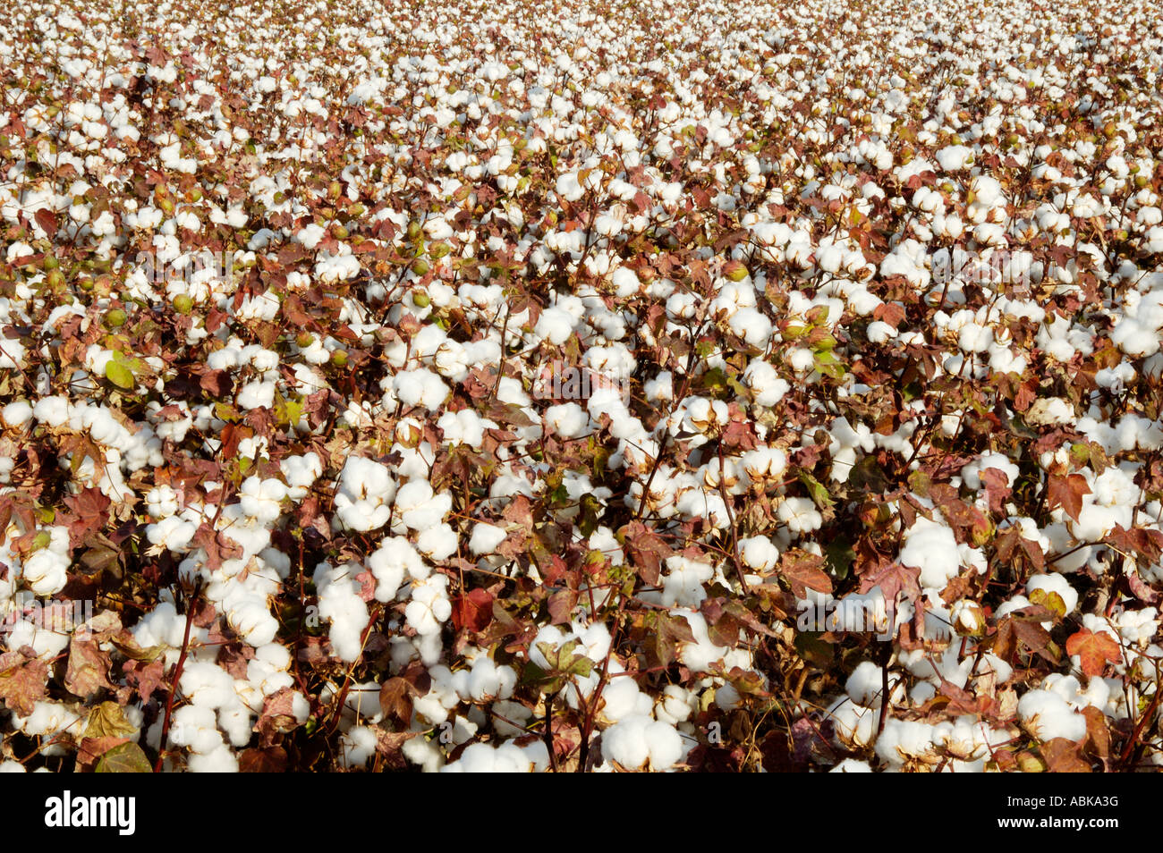 cotton in the field ready for harvest in Arizona Fall 2006 Stock Photo ...