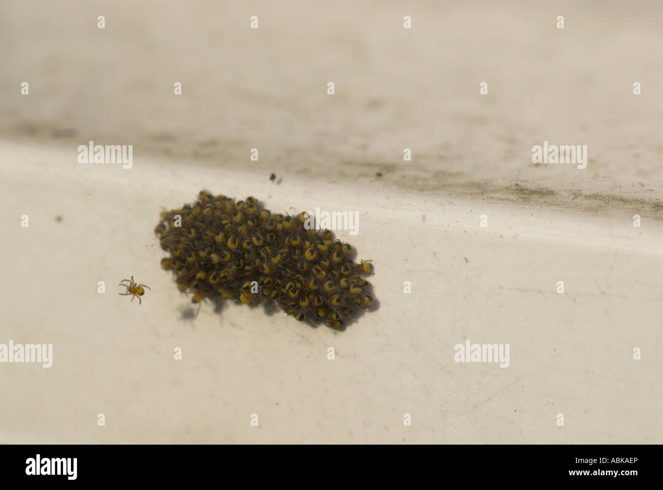 Spiderlings - Garden Spider (Araneus diadematus Stock Photo - Alamy