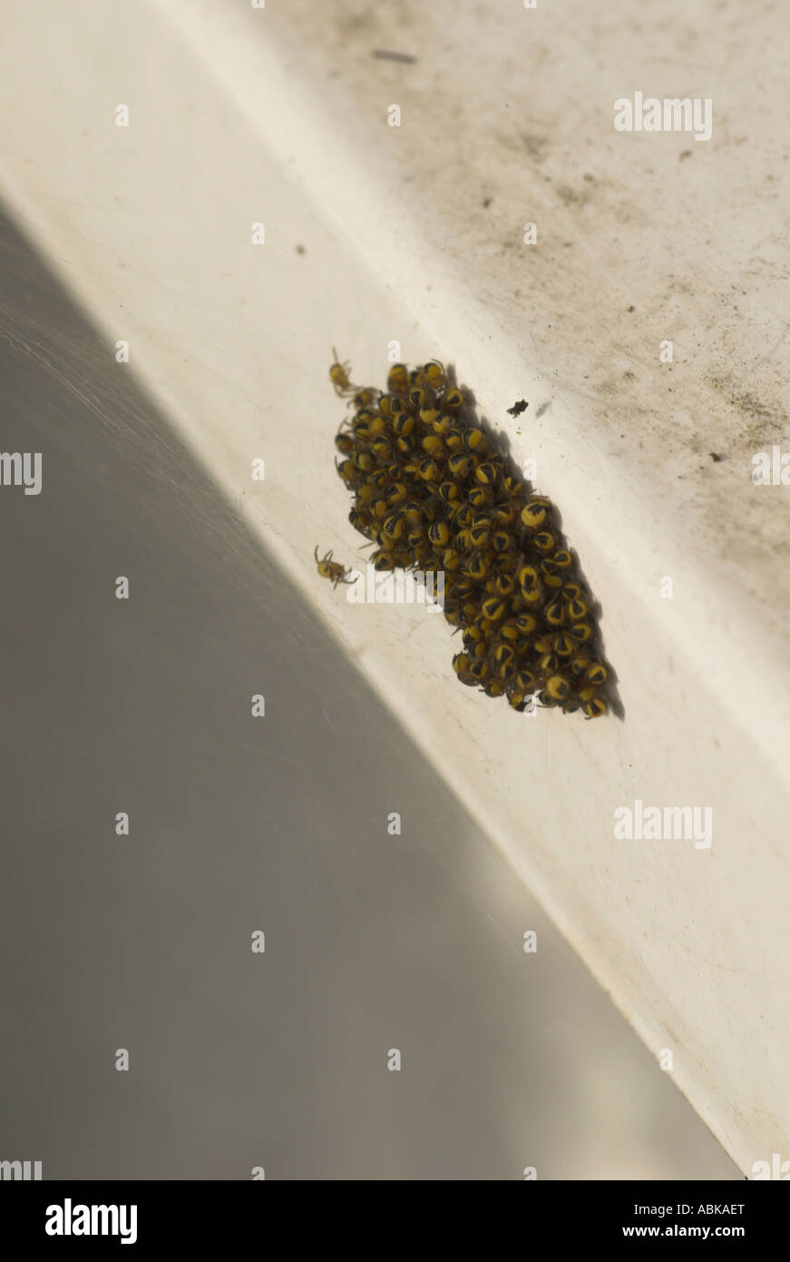 Spiderlings - Garden Spider (Araneus diadematus Stock Photo - Alamy