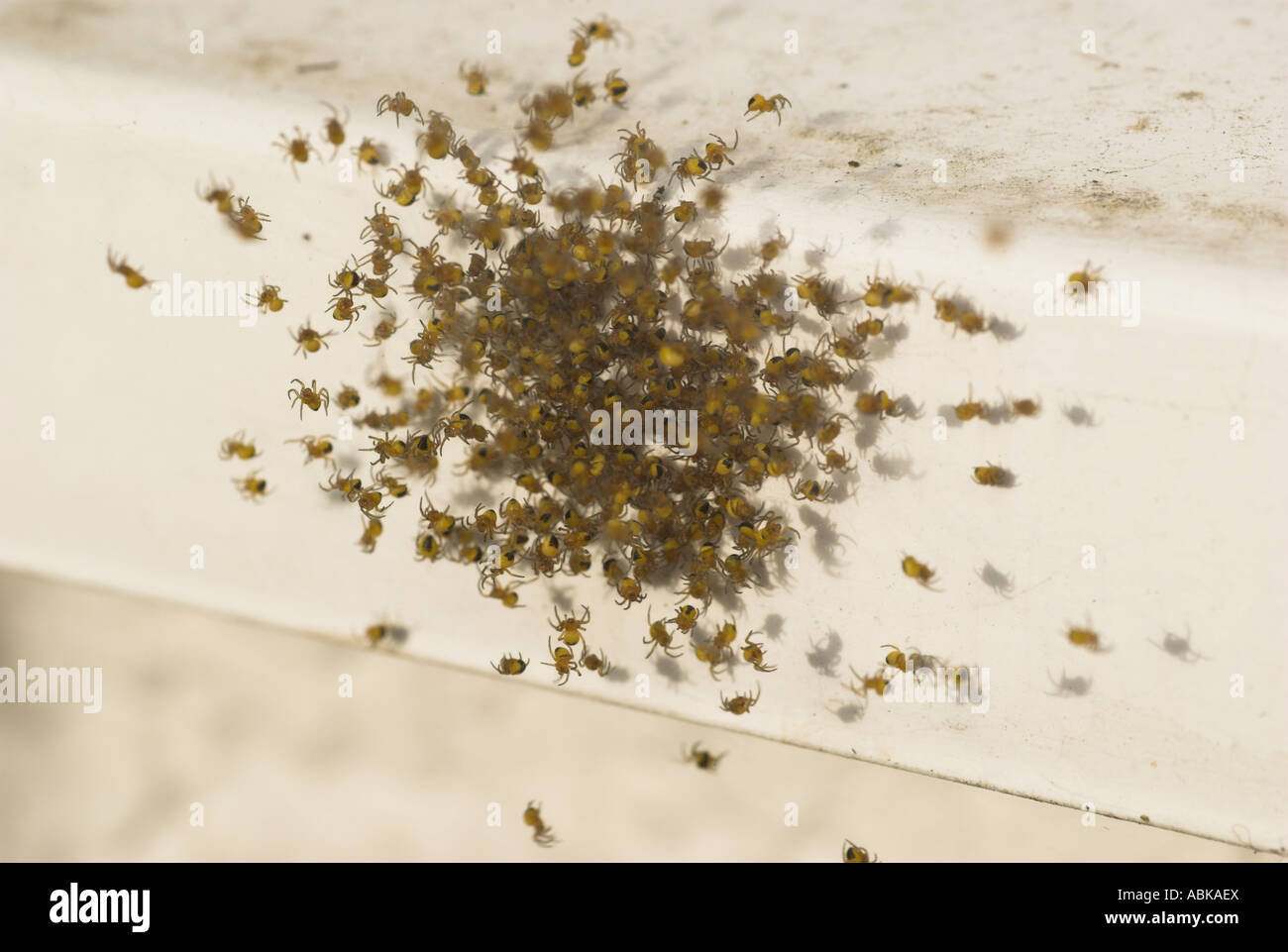 Spiderlings - Garden Spider (Araneus diadematus Stock Photo - Alamy