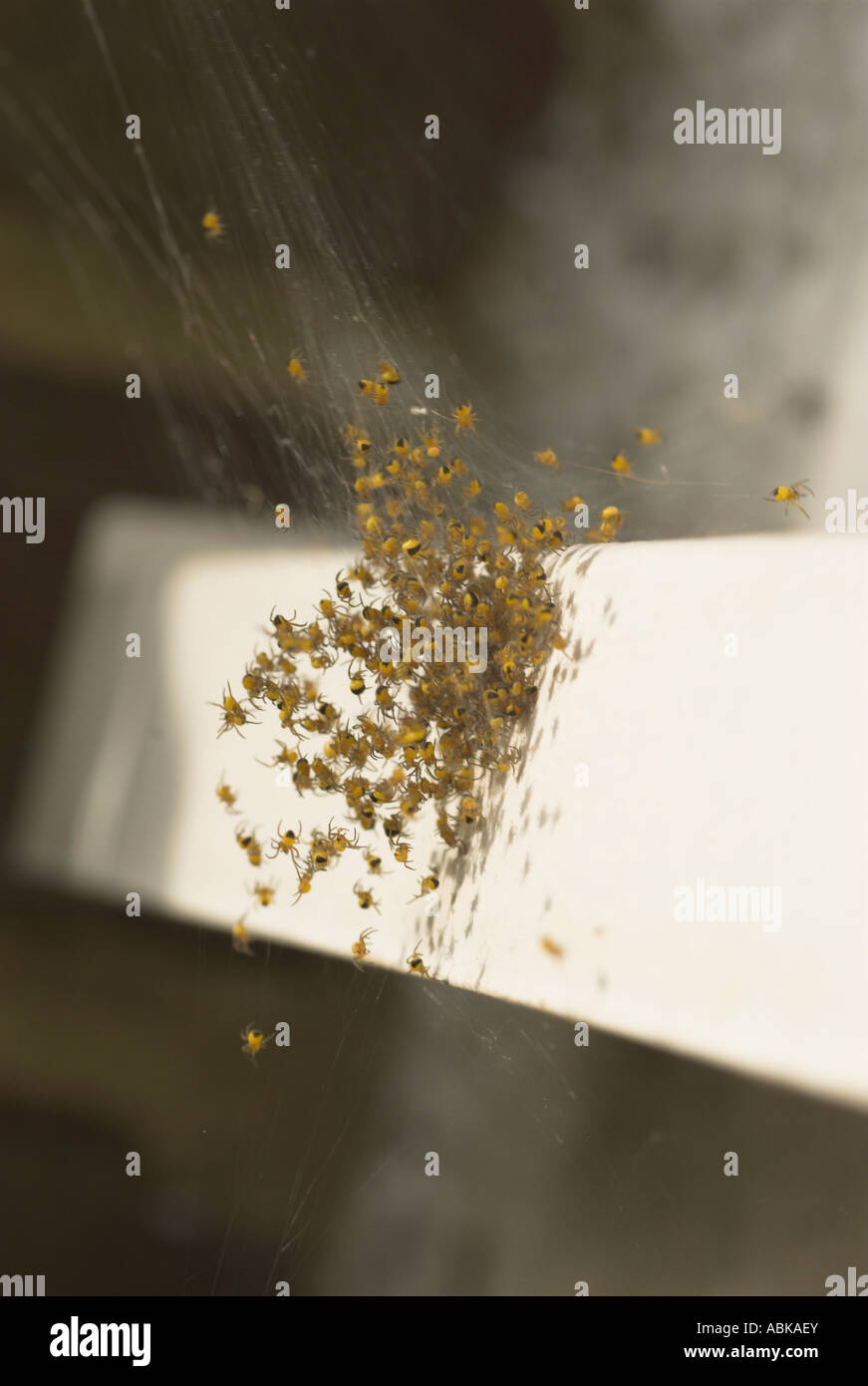 Spiderlings - Garden Spider (Araneus diadematus Stock Photo - Alamy