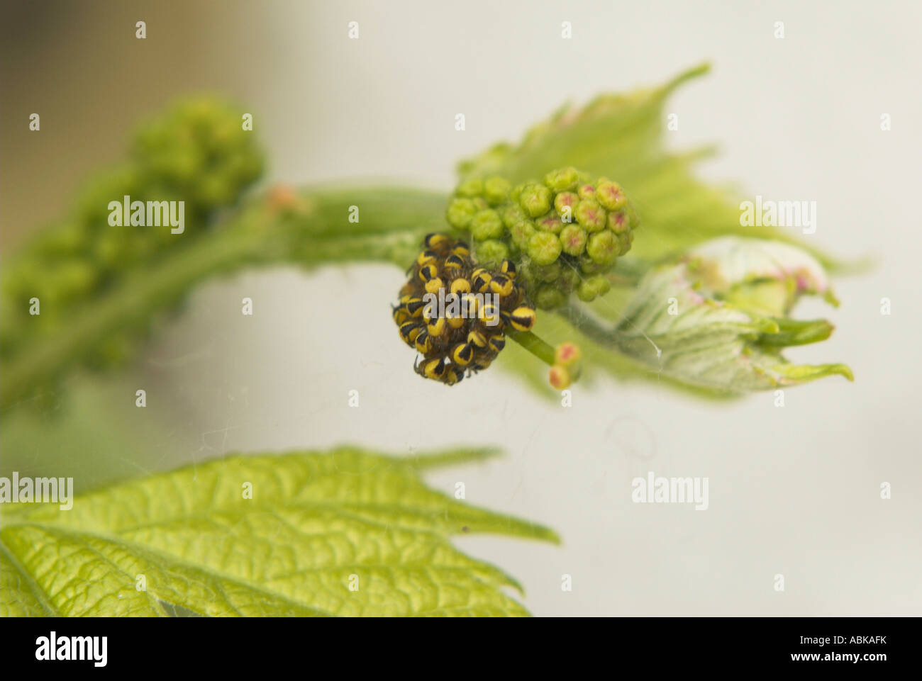 Spiderlings - Garden Spider (Araneus diadematus Stock Photo - Alamy