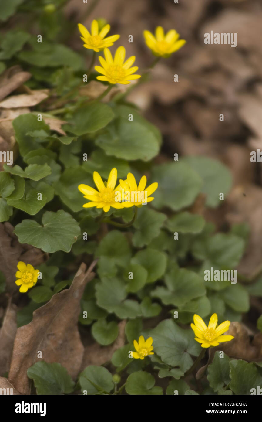 Yellow flower of anemone Anemone ranunculoides Stock Photo - Alamy
