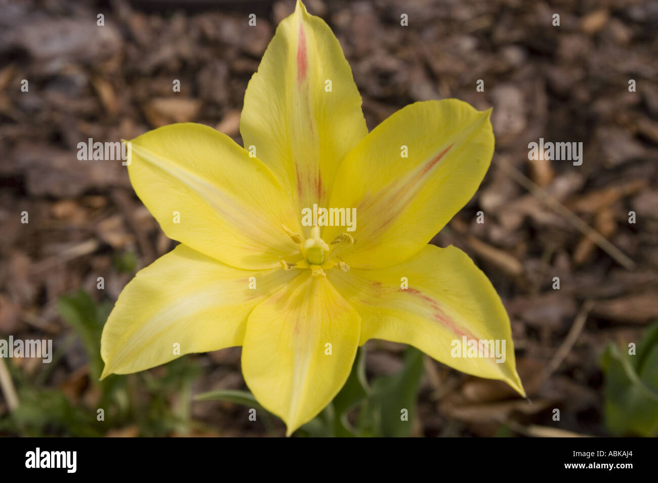 Yellow emperor hi-res stock photography and images - Alamy