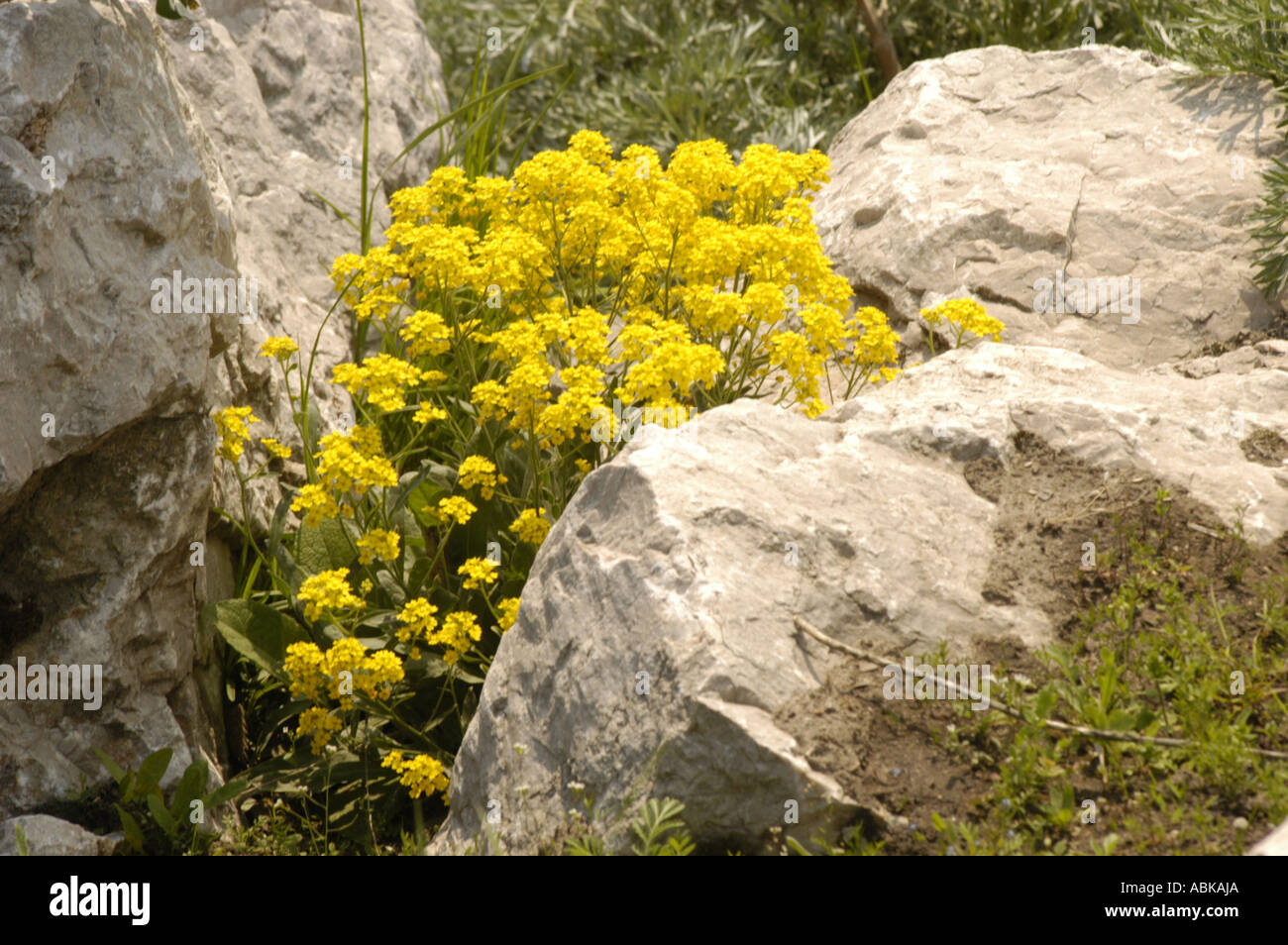 Carpet of yellow gold flowers of alpine flowers Basket of Gold ...