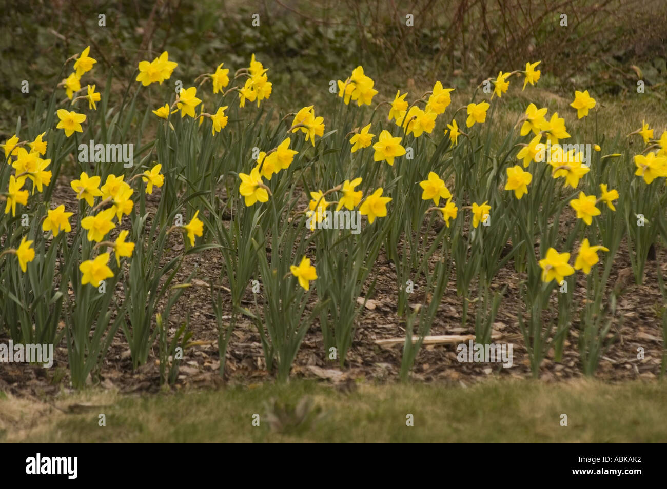 Daffodil Fortune High Resolution Stock Photography and Images - Alamy