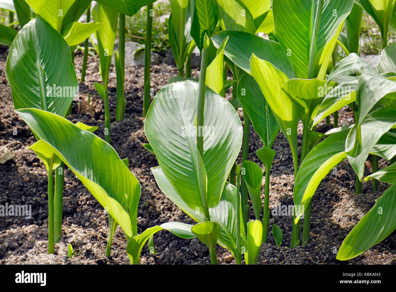 Achira Canna edulis lily Arrowroot Indian Shot EVERGREEN TREE Arizona ...