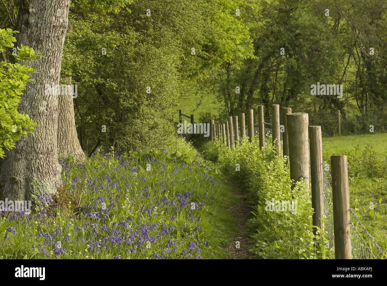 A Bluebell walk in West Sussex, England Stock Photo - Alamy