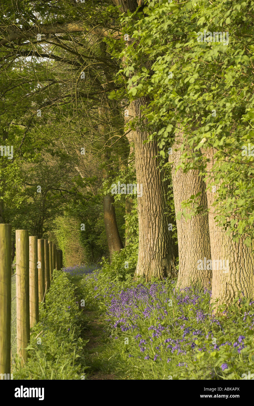 A Bluebell walk in West Sussex, England Stock Photo - Alamy