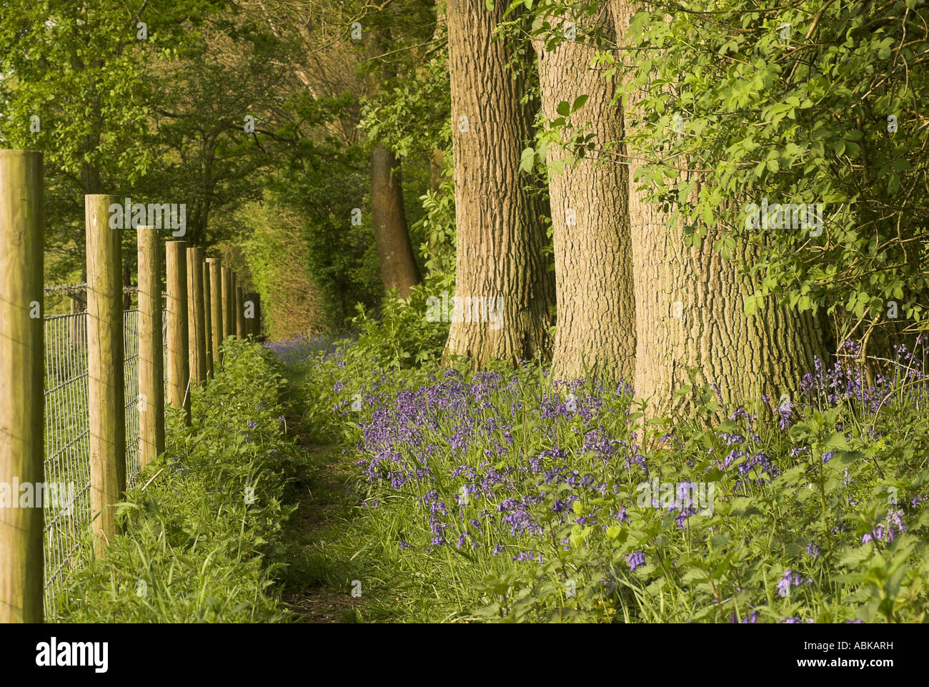 A Bluebell walk in West Sussex, England Stock Photo - Alamy
