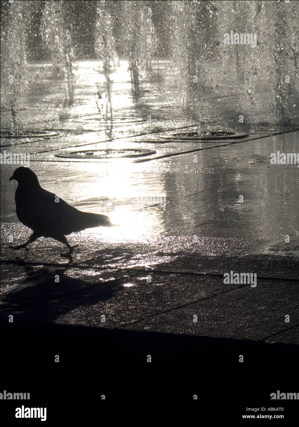 Pigeon does Goose Step Stock Photo - Alamy