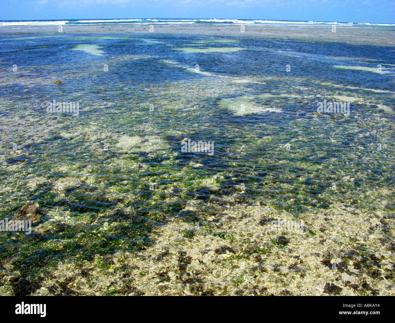 Kenya coral reef mombasa hi-res stock photography and images - Alamy