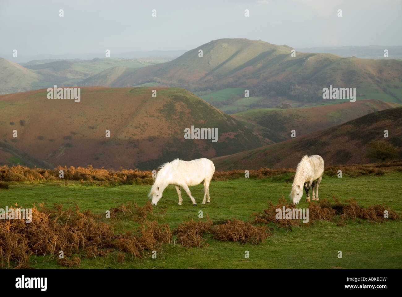 Wild ponies in the Welsh Brecon Beacons Stock Photo - Alamy