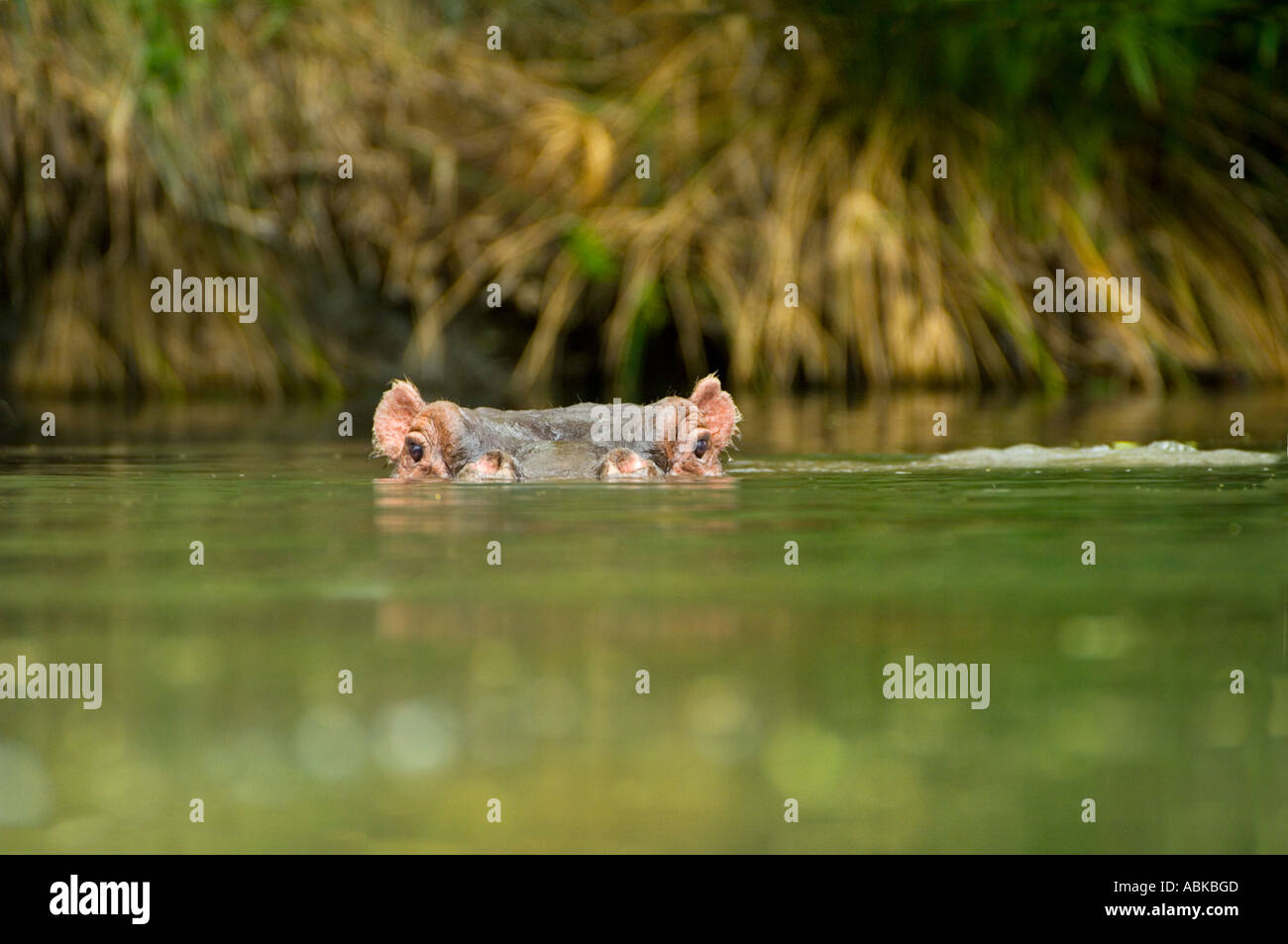 eyes of hippopotamus hippo bathing river swimming bath swim Tsavo west ...