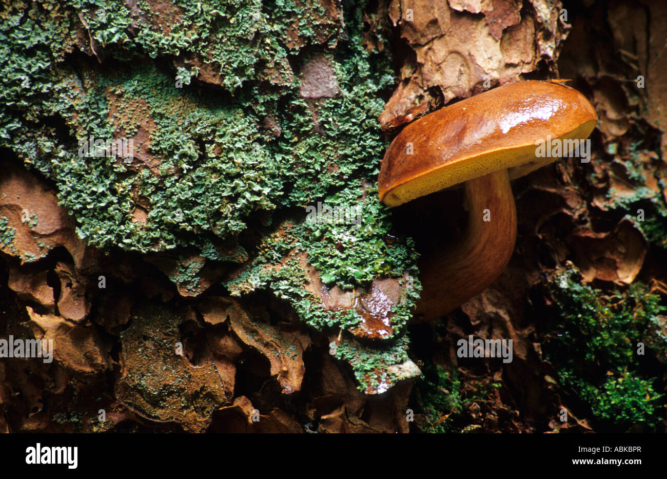 Boletus Slide Labeled