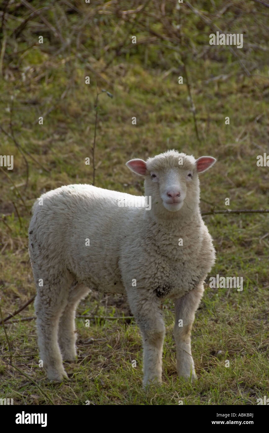 Sheep English countryside Stock Photo - Alamy