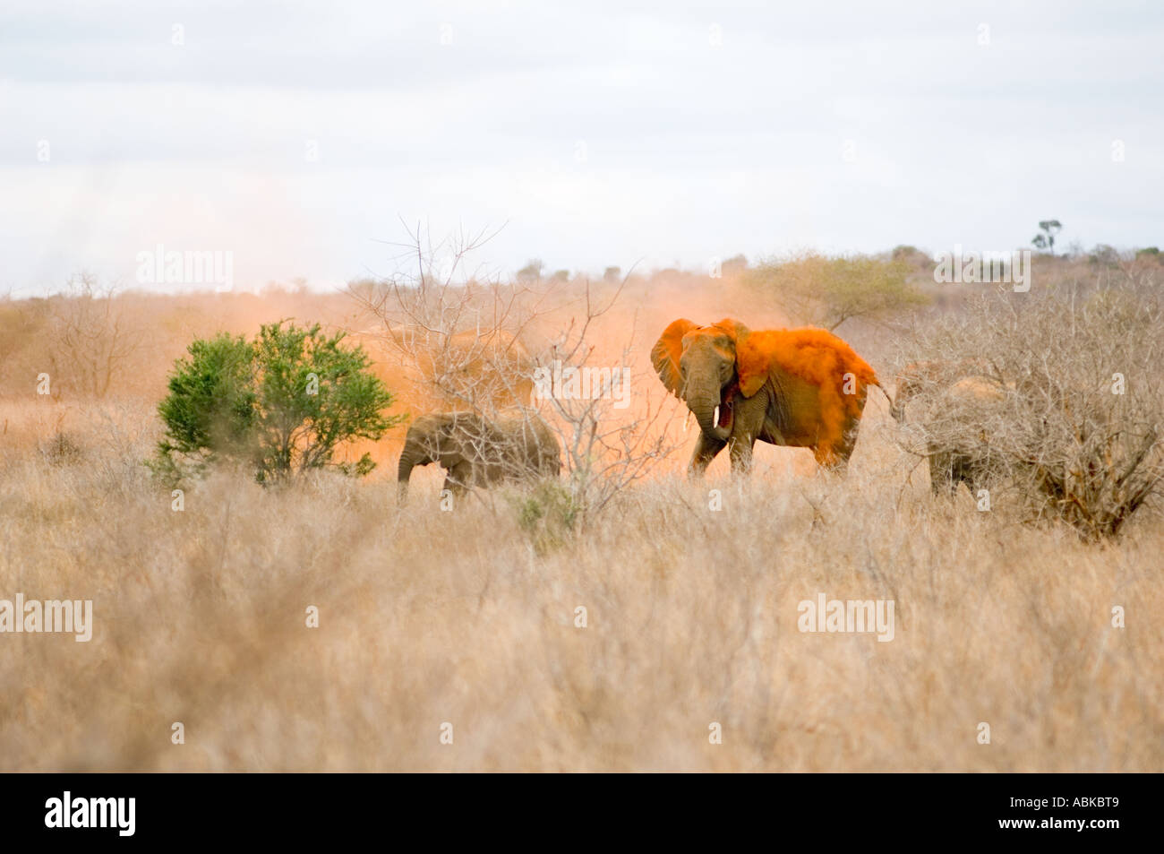 the famous red elefants elephants of the TSAVO WEST NATIONAL PARK Kenya ...