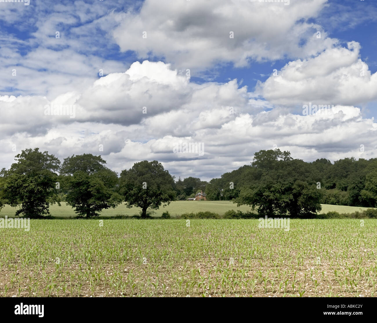 Seed blight hi-res stock photography and images - Alamy