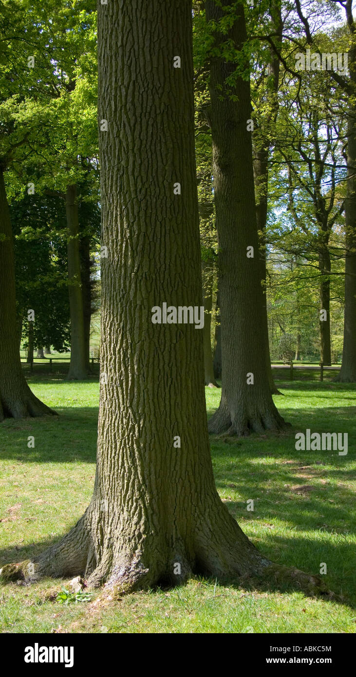 The trunk of a mature oak tree at ground level in a parkland setting ...