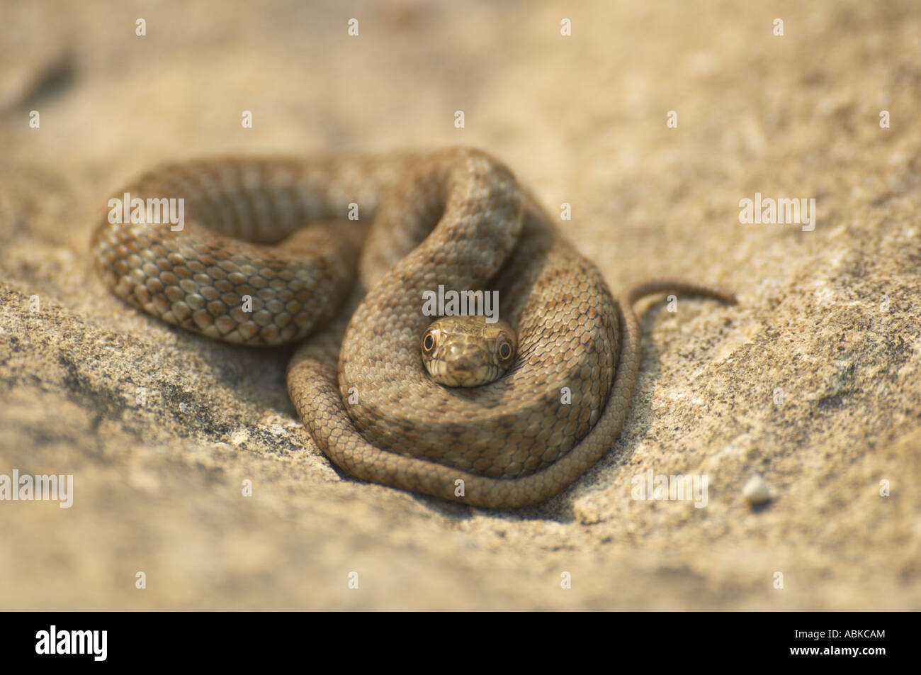 Snake hatchling hi-res stock photography and images - Alamy