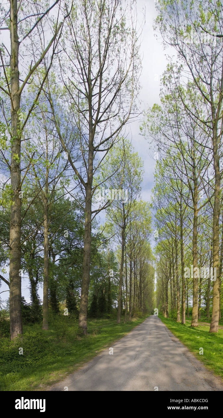 Umberslade an avenue of poplar trees road lane Stock Photo - Alamy