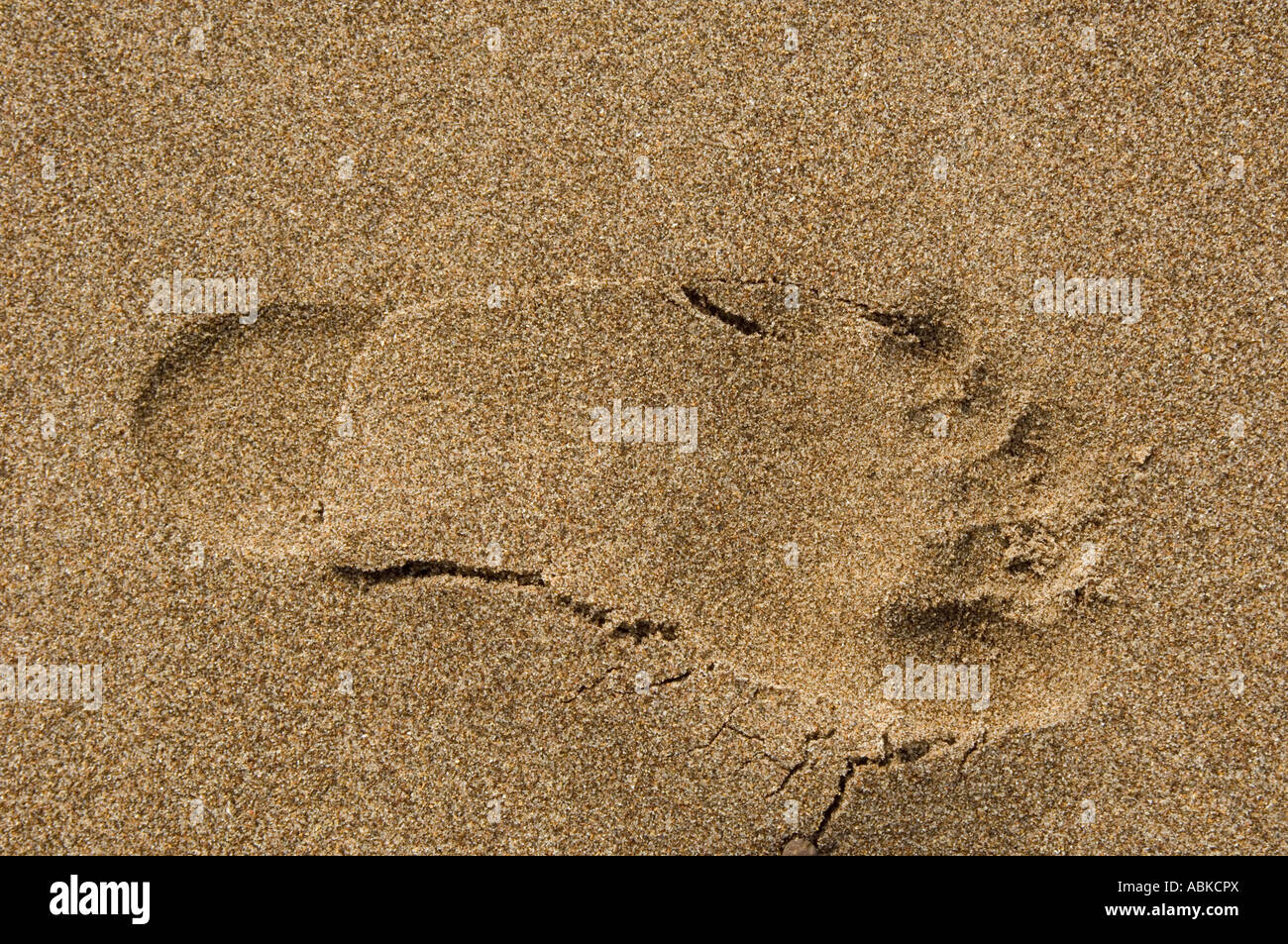 left foot footprint in yellow golden sand Stock Photo - Alamy