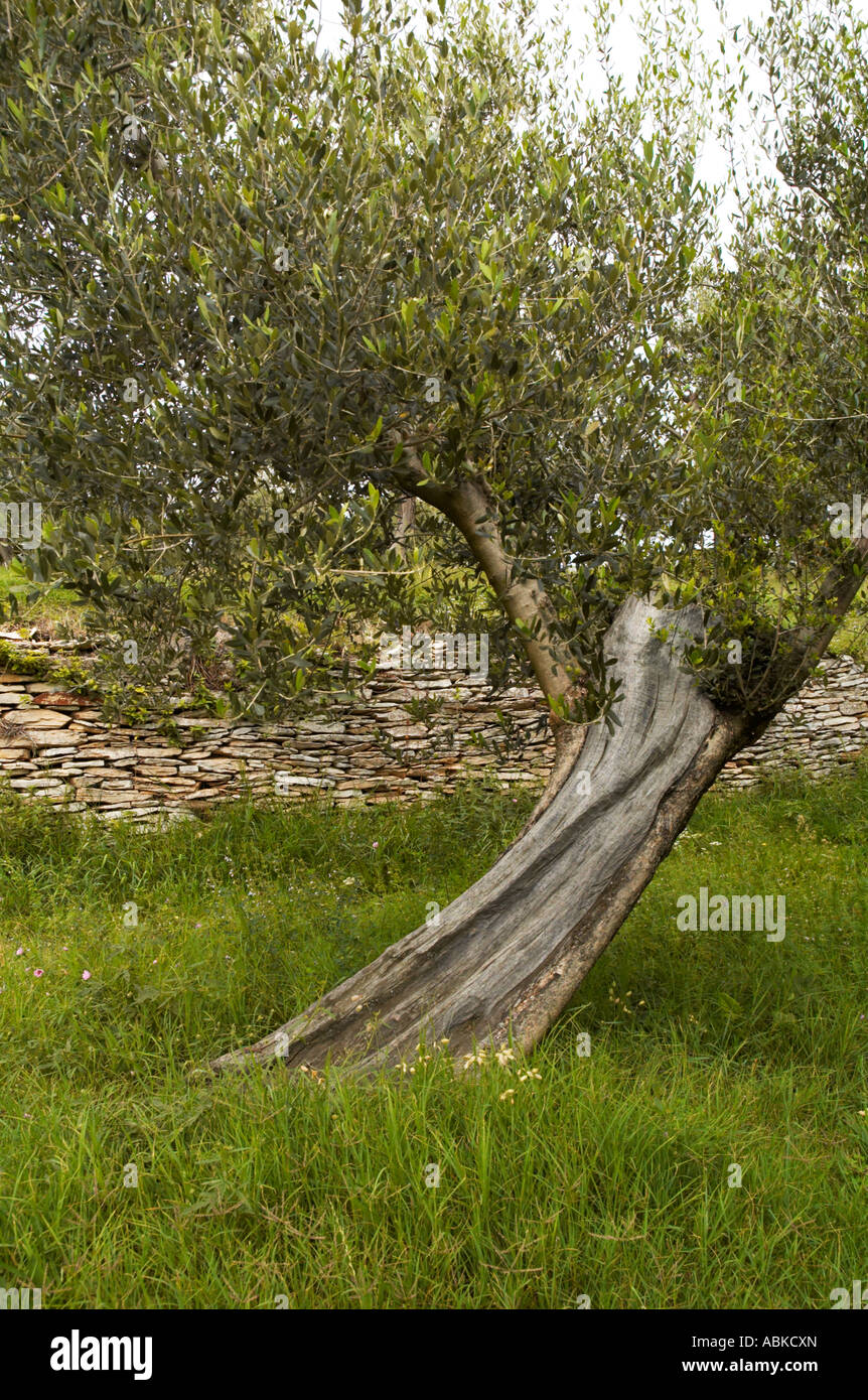 Olive olea europaea tree with fruit hi-res stock photography and images ...