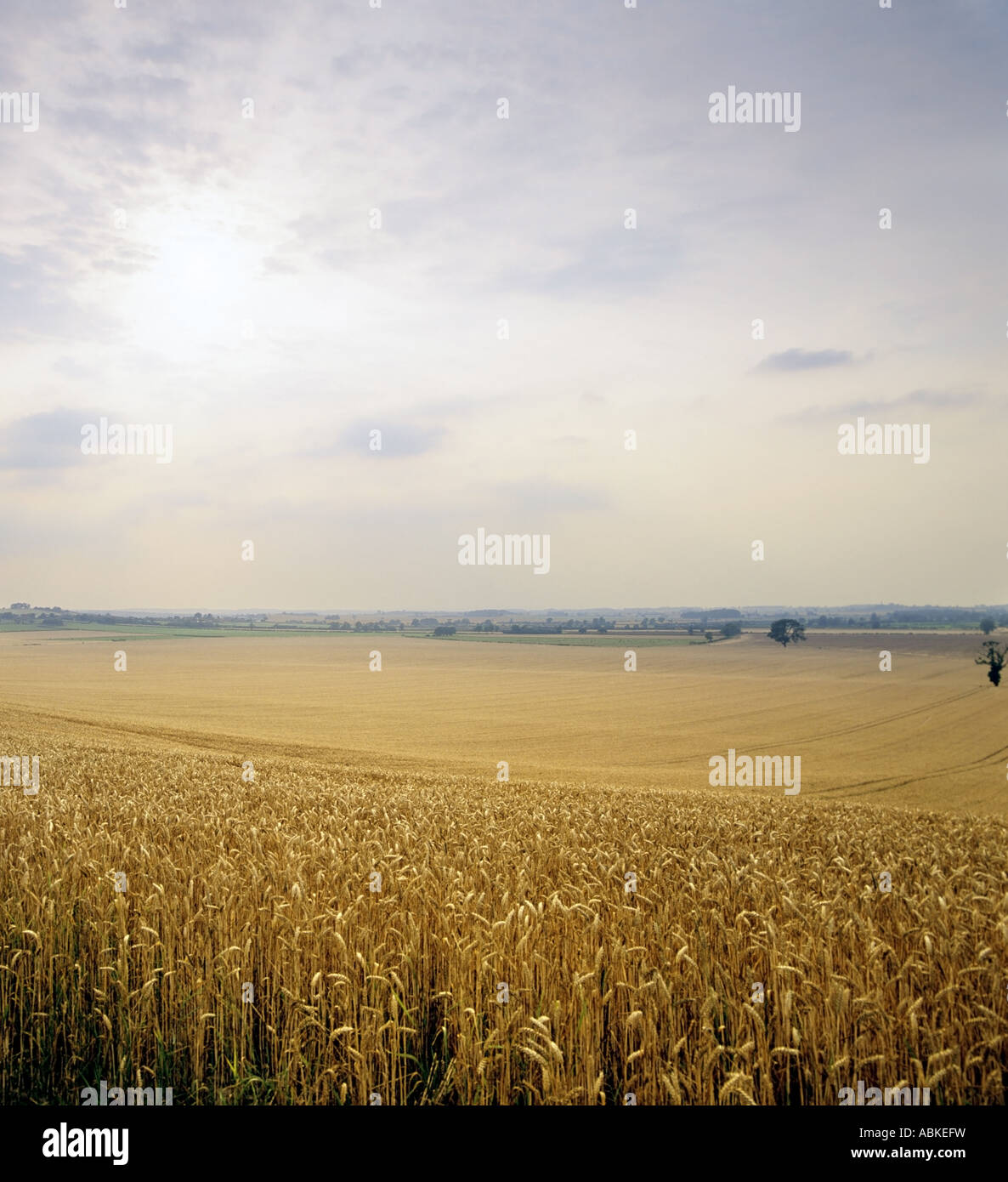 whaet field cornfield agriculture england uk Stock Photo - Alamy